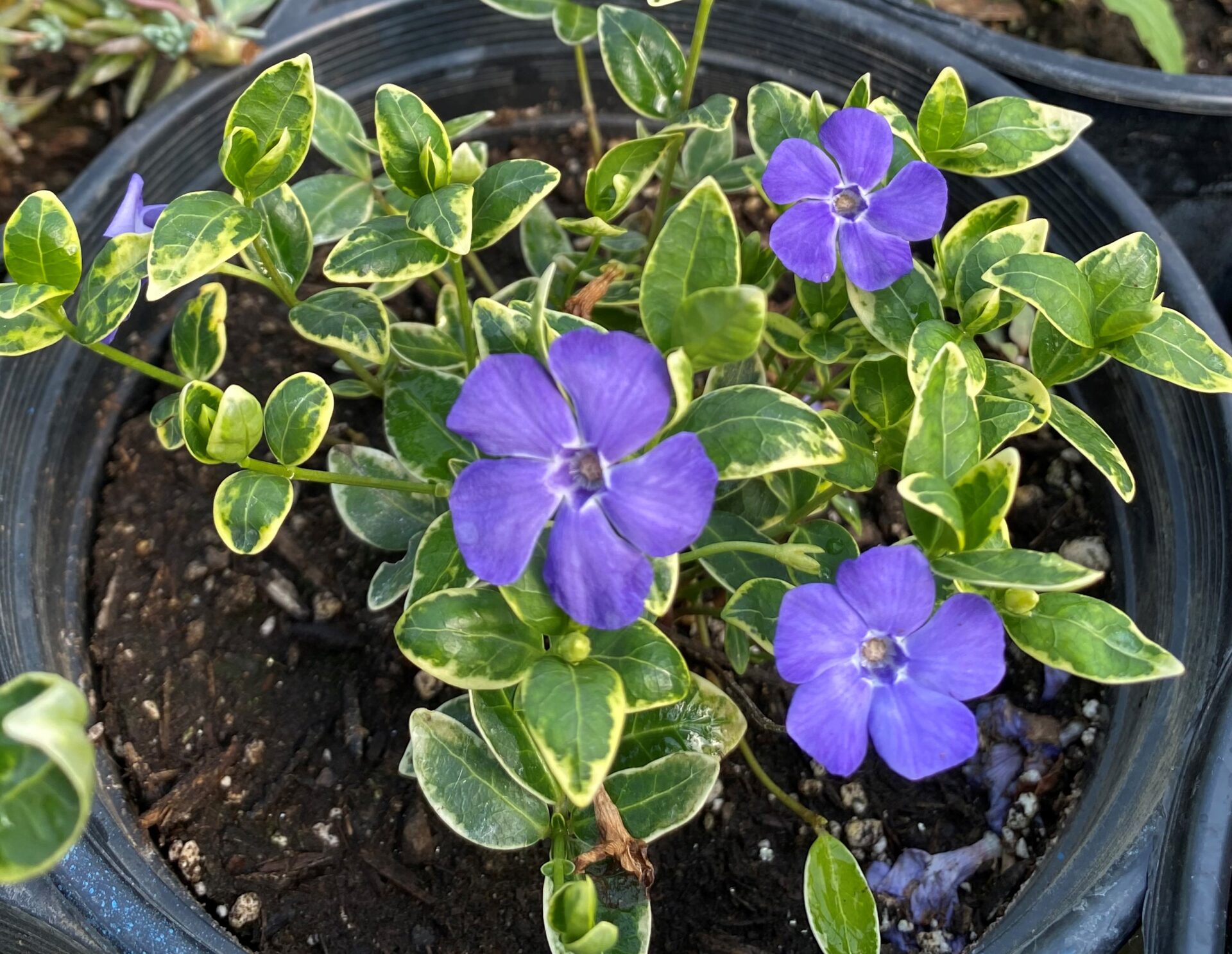 Periwinkle Vinca – Ralph Shugert – Cheyenne Tree Farm – Trees, Shrubs ...