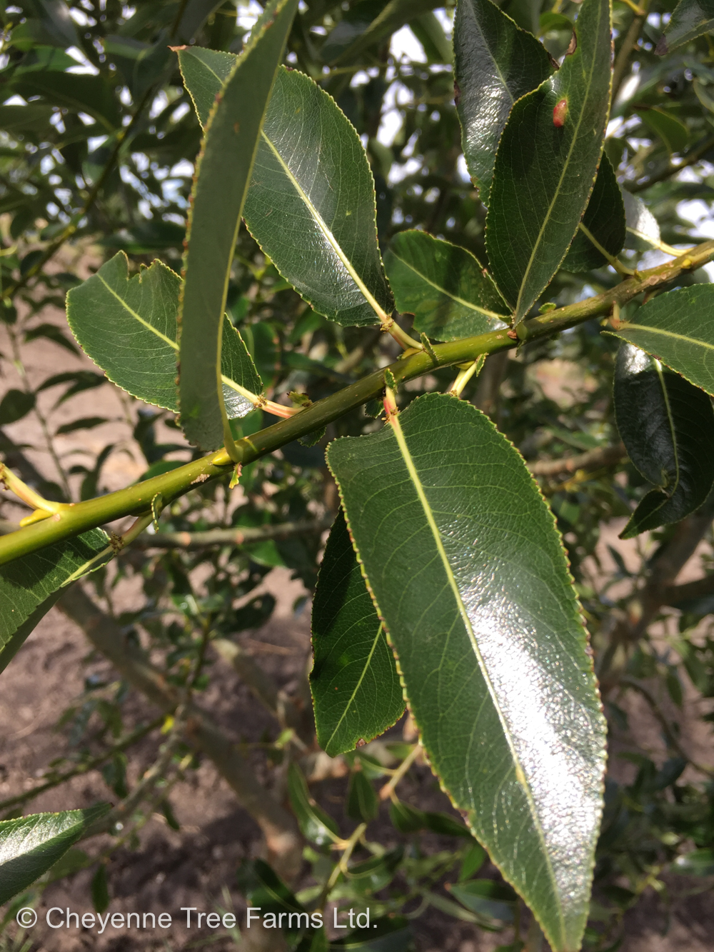 Willow – Prairie Reflection Laurel Leaf – Cheyenne Tree Farm – Trees ...