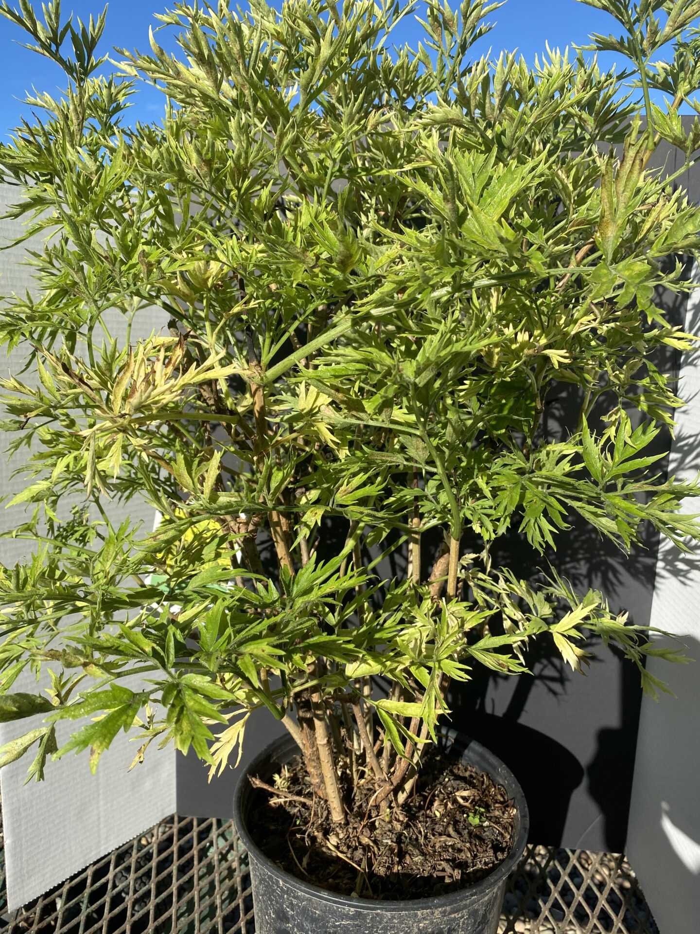 Elder – Golden Tower – Cheyenne Tree Farm – Trees, Shrubs, Perennials ...