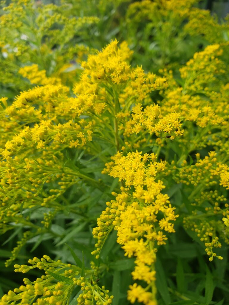 Goldenrod – Little Lemon Solidago – Cheyenne Tree Farm – Trees, Shrubs ...