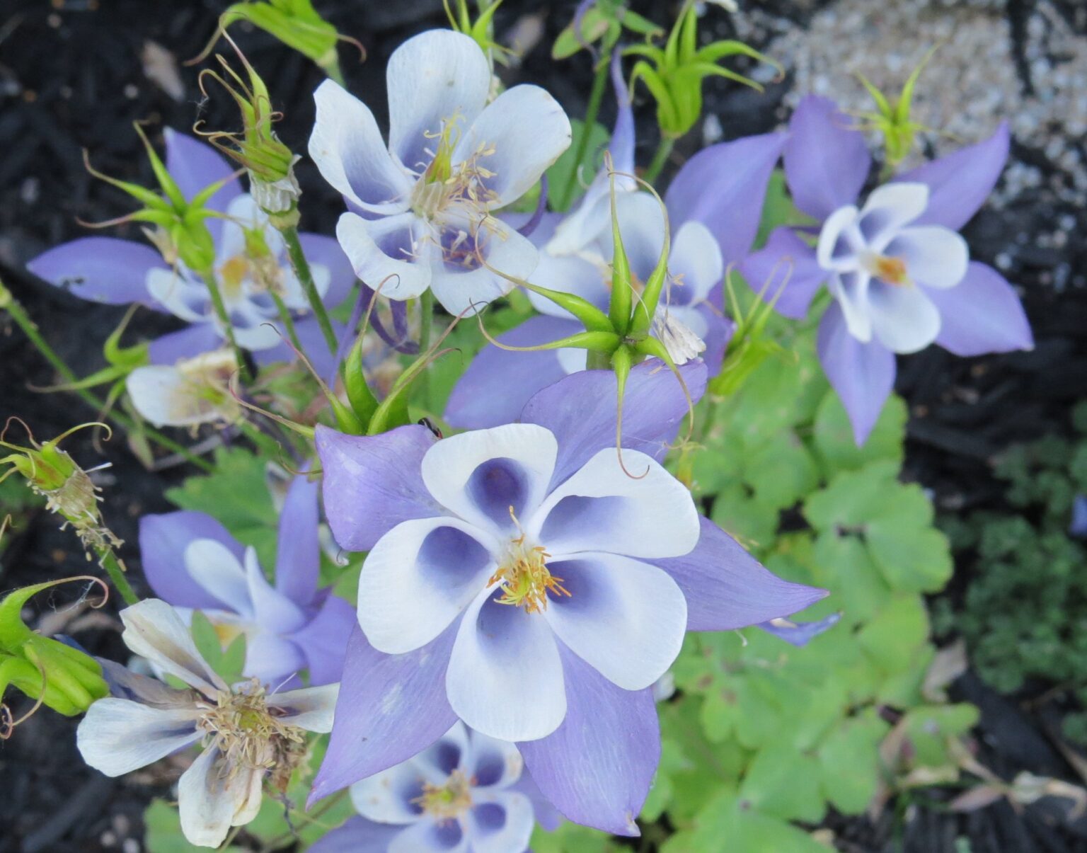 Columbine – Origami – Cheyenne Tree Farm – Trees, Shrubs, Perennials ...