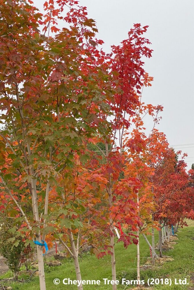 Maple – Inferno Sugar – Cheyenne Tree Farm – Trees, Shrubs, Perennials ...